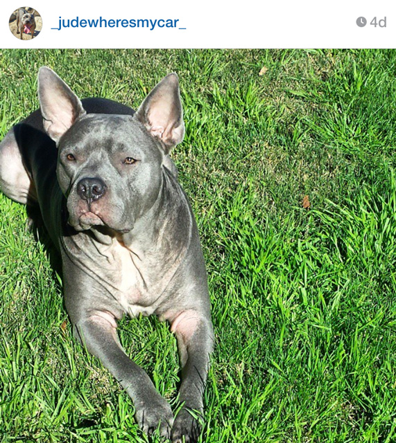 Dangerous Dogs | I PITTY THE BULL